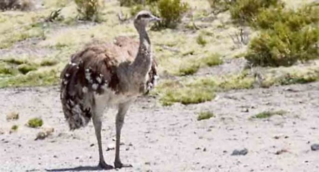 El suri, el avestruz de los Andes, a punto de desaparecer - Solo Para ...