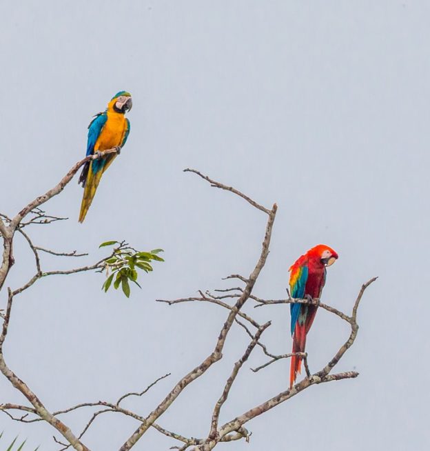 Collpas y guacamayos de la Reserva Nacional Tambopata / Madre de Dios ...