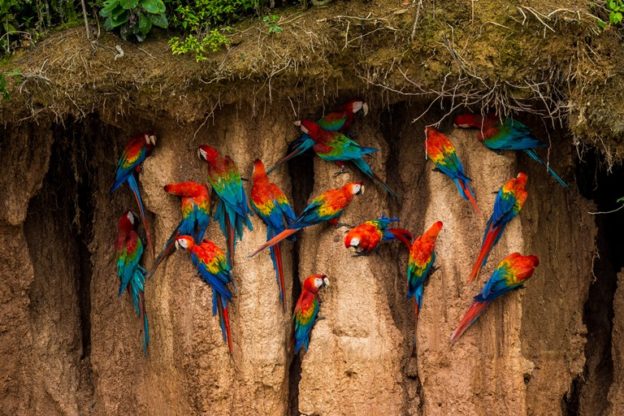 Collpas y guacamayos de la Reserva Nacional Tambopata / Madre de Dios ...