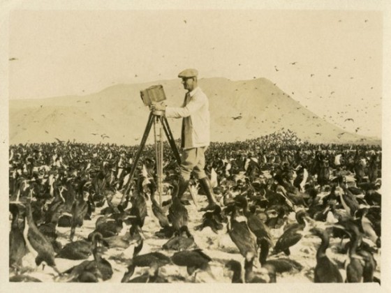 La Compañía Administradora del Guano y la conservación de fauna ...