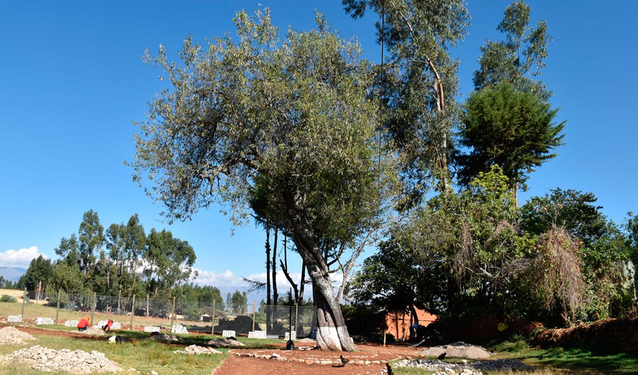 Cajamarca: Municipalidad de Cajabamba reconoce al Capulí de Bolívar ...