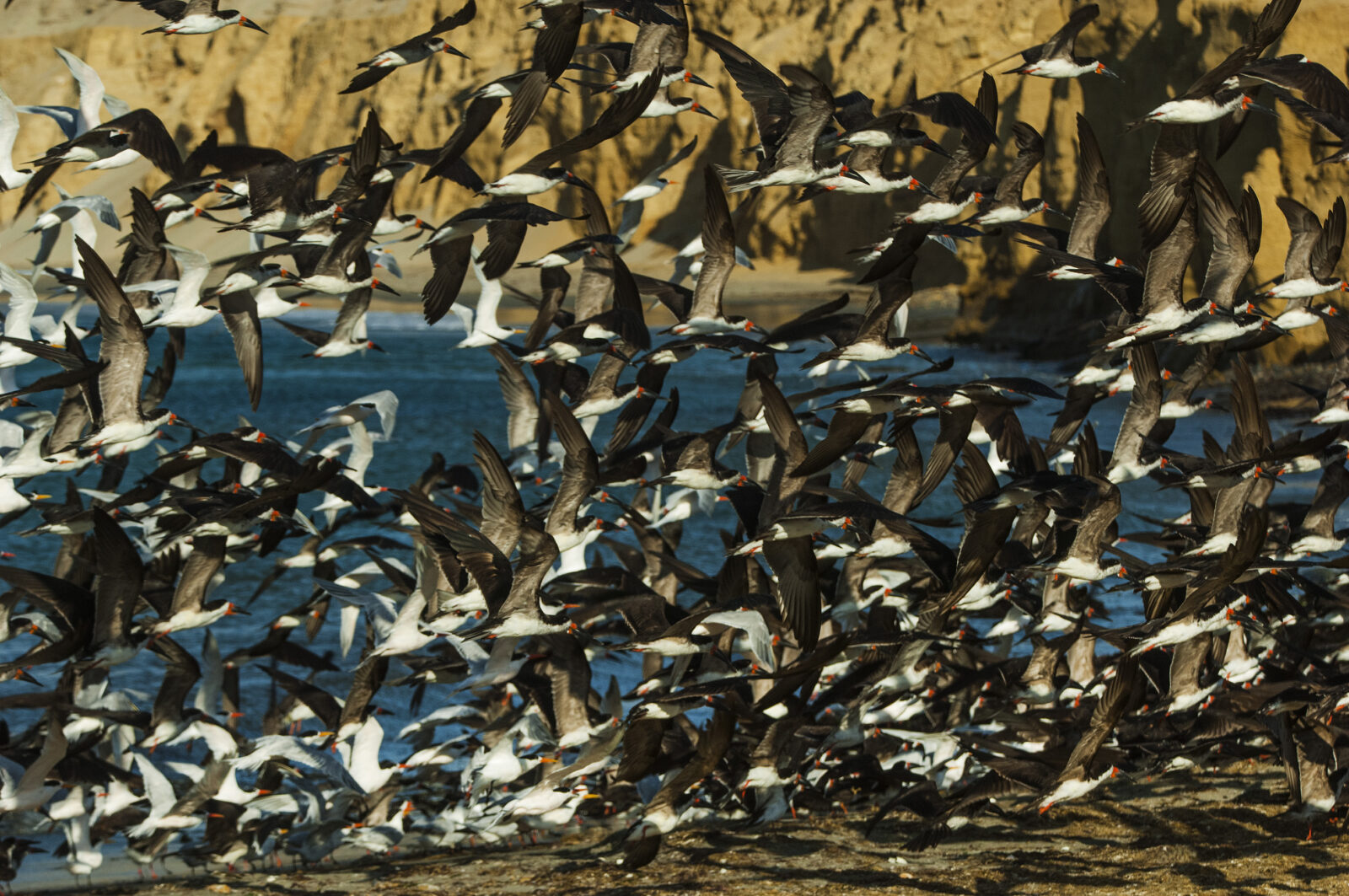 Steve Sánchez, pajarero: “Las aves nos pueden enseñar a cuidar la ...