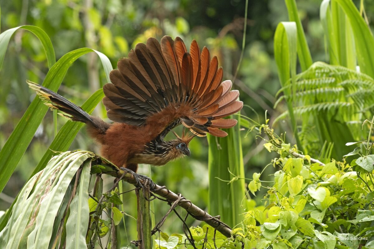 Cusco será sede de la XI Feria de Aves de Sudamérica, el evento aviar ...
