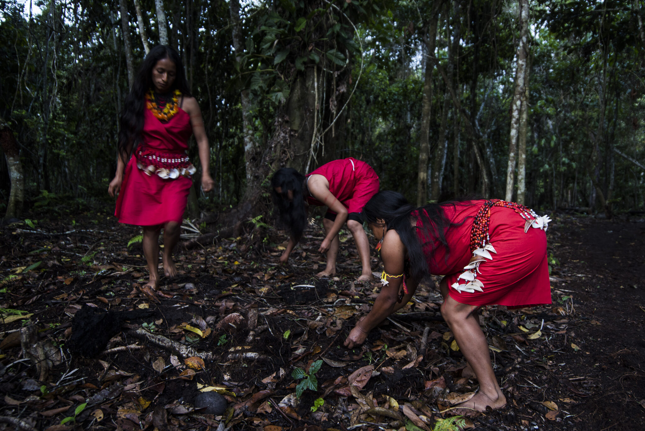 El bosque de las nuwas, el lugar donde las indígenas awajún de Perú se ...